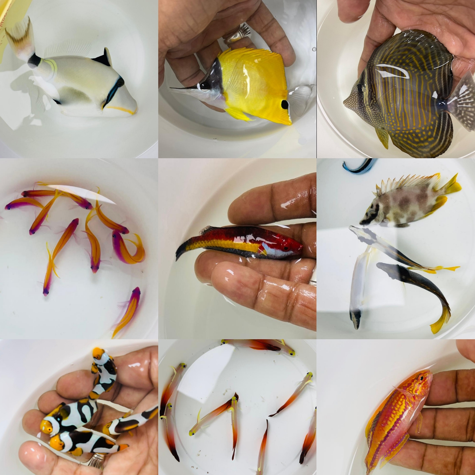 Aquatic Design Centre