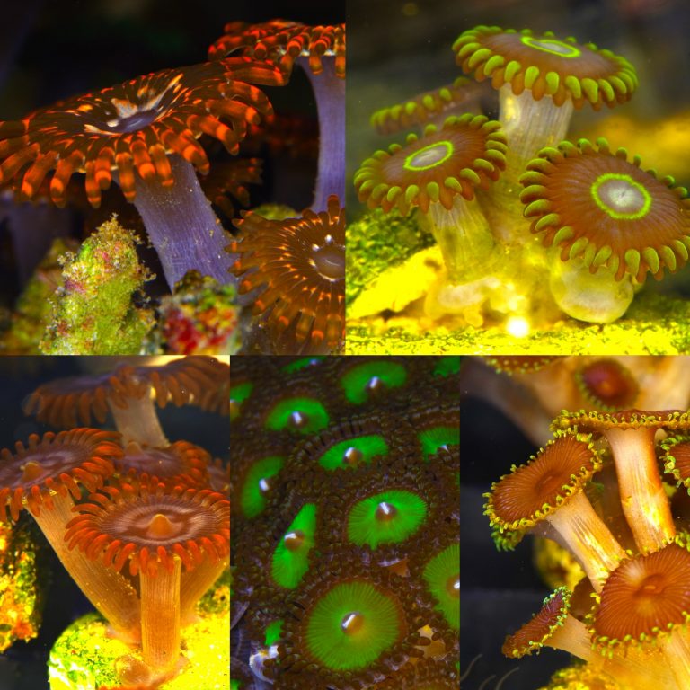 Aquatic Design Centre