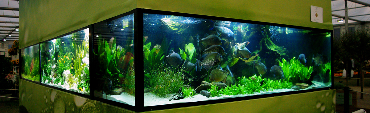 Aquatic Design Centre