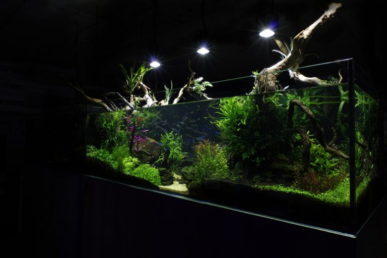 Aquatic Design Centre