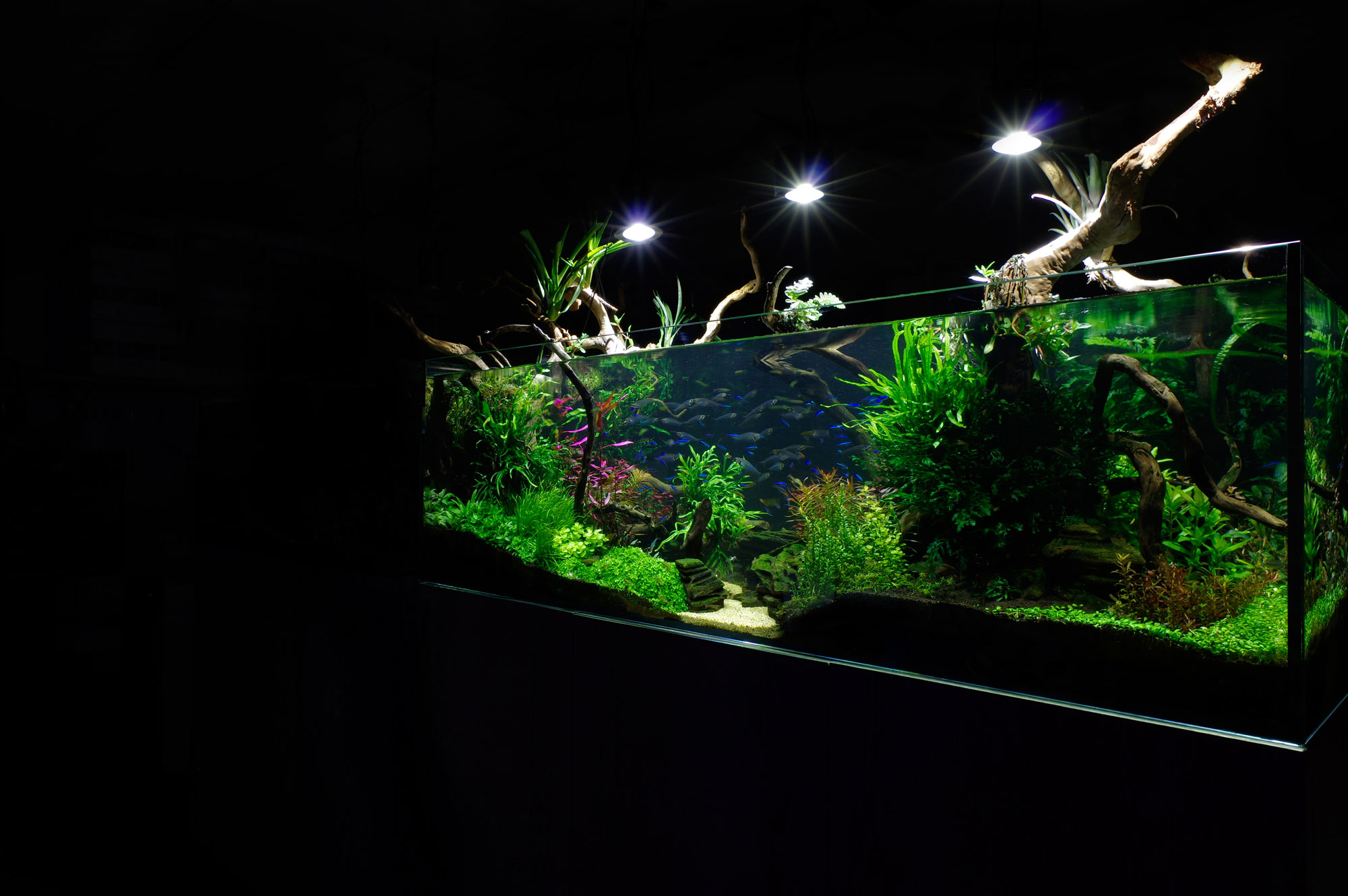 Aquatic Design Centre